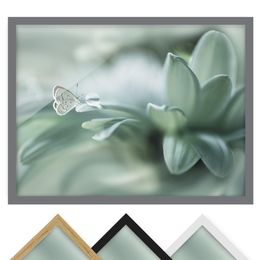 Bilderwelten Bild mit Rahmen - Querformat Schmetterling und Tautropfen in Pastellgr&uuml;n