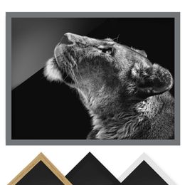 Bilderwelten Bild mit Rahmen - Querformat Portrait einer L&ouml;win