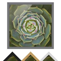 Bilderwelten Bild mit Rahmen - Quadrat Sukkulente - Echeveria Ben Badis
