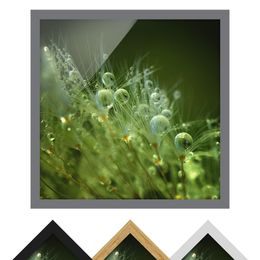 Bilderwelten Bild mit Rahmen - Quadrat Gr&uuml;ne Samen im Regen