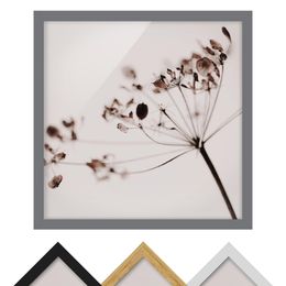 Bilderwelten Bild mit Rahmen Makroaufnahme Trockenblume im Schatten
