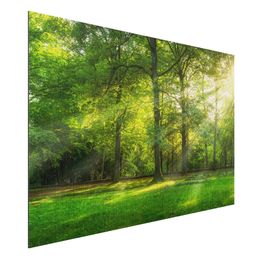 Bilderwelten Alu Dibond Outdoor Bild Wald gr&uuml;n Motiv wetterfest - Spaziergang im Wald - B&auml;ume Wohnzimmer Schlafzimmer