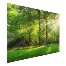 Bilderwelten Alu Dibond Outdoor Bild Wald gr&uuml;n Motiv wetterfest - Spaziergang im Wald - B&auml;ume Wohnzimmer Schlafzimmer