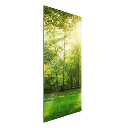 Bilderwelten Alu-Dibond Outdoor Bild Spaziergang im Wald