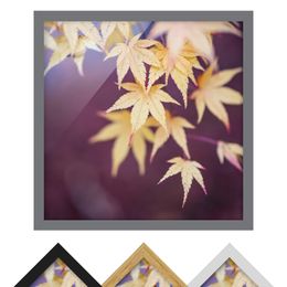 Bilderwelten Bild mit Rahmen Herbstlicher Ahorn