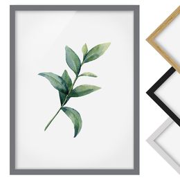 Bilderwelten Bild mit Rahmen Aquarell Eucalyptus II