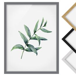 Bilderwelten Bild mit Rahmen Aquarell Eucalyptus I