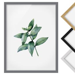 Bilderwelten Bild mit Rahmen Aquarell Eucalyptus III