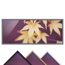 Bilderwelten Bild mit Rahmen Herbstlicher Ahorn