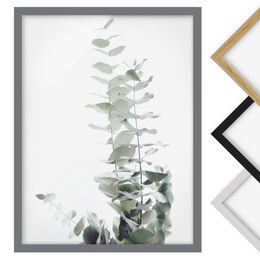 Bilderwelten Bild mit Rahmen Eukalyptus im Wei&szlig;en Licht