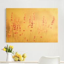 Bilderwelten Leinwandbild Zartrosaner Lavendel