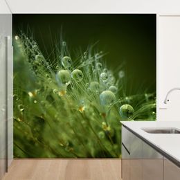 Fototapete Blumen Gr&uuml;ne Samen im Regen
