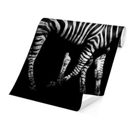 Fototapete Tiere Zebra vor Schwarz