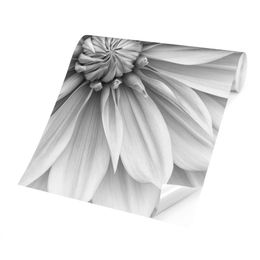 Fototapete Botanische Bl&uuml;te in Wei&szlig;