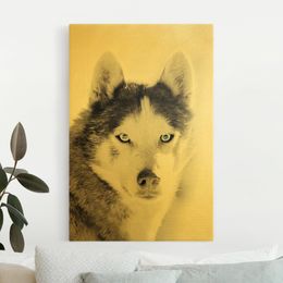 Bilderwelten Leinwandbild Husky Portrait