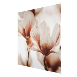 Bilderwelten Alu-Dibond Outdoor Bild Zarte Magnolienbl&uuml;ten im Lichtspiel