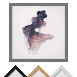 Bilderwelten Bild mit Rahmen - Quadrat Fisch mit Galaxie