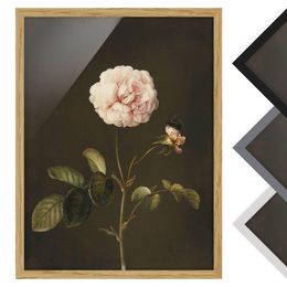 Bilderwelten Bild mit Rahmen - Hochformat Barbara Regina Dietzsch - Essig-Rose mit Hummel