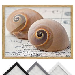 Bilderwelten Bild mit Rahmen - Querformat Muschelduo