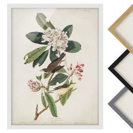 Bilderwelten Bild mit Rahmen - Hochformat Vintage Lehrtafel Grasm&uuml;cke