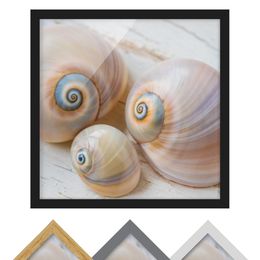 Bilderwelten Bild mit Rahmen - Quadrat Muscheltrio auf Holz