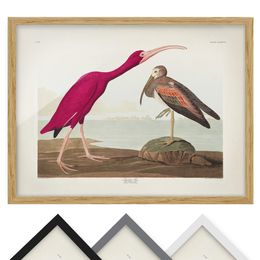 Bilderwelten Bild mit Rahmen - Querformat Vintage Lehrtafel Roter Ibis