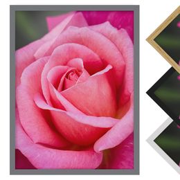 Bilderwelten Bild mit Rahmen - Hochformat Pinke Rosenbl&uuml;te vor Gr&uuml;n
