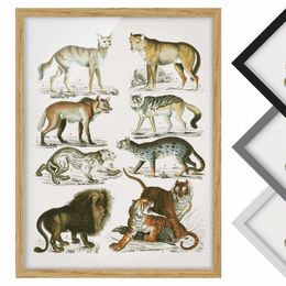 Bilderwelten Bild mit Rahmen - Hochformat Vintage Lehrtafel L&ouml;we, Tiger und Schakal
