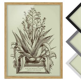 Bilderwelten Bild mit Rahmen - Hochformat Vintage Aloe Vera Americana Major