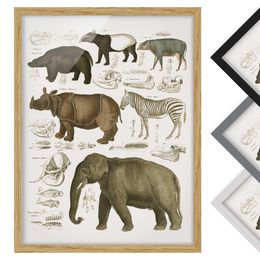 Bilderwelten Bild mit Rahmen - Hochformat Vintage Lehrtafel Elefant, Zebra und Nashorn