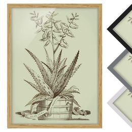Bilderwelten Bild mit Rahmen - Hochformat Vintage Aloe Vera Costa Spinosa