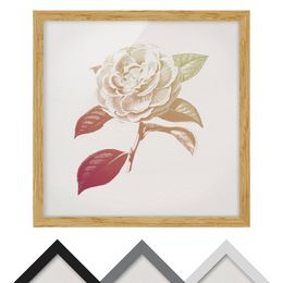 Bilderwelten Bild mit Rahmen - Quadrat Modern Vintage Botanik Rose Rot Gr&uuml;n