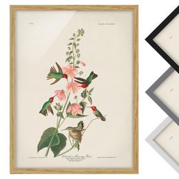 Bilderwelten Bild mit Rahmen - Hochformat Vintage Lehrtafel Kolumbianische Kolibris