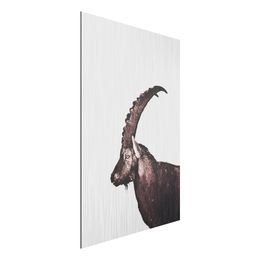 Alu Dibond Outdoor Bild - Steinbock im Schnee - Tiere braun Motiv wetterfest Deko Wohnzimmer Schlafzimmer