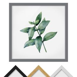 Bilderwelten Bild mit Rahmen Aquarell Eucalyptus III