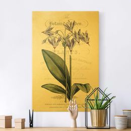 Bilderwelten Leinwandbild - Hochformat Botanisches Tableau - G&ouml;tterblume