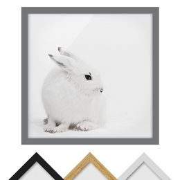 Bilderwelten Bild mit Rahmen Arktischer Hase