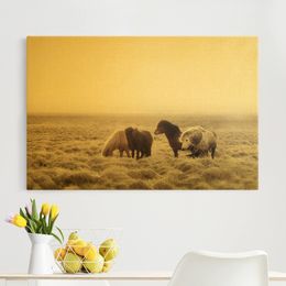 Bilderwelten Leinwandbild Island Wildpferde