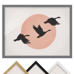 Bilderwelten Bild mit Rahmen V&ouml;gel vor rosa Sonne III