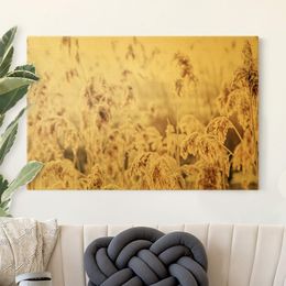 Bilderwelten Leinwandbild Meer von sonnigem Schilfgras