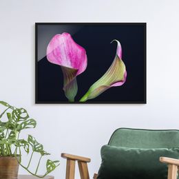 Bilderwelten Bild mit Rahmen Calla Nahaufnahme vor Schwarz