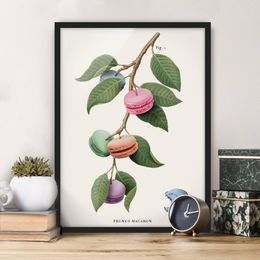 Bilderwelten Bild mit Rahmen Vintage Pflanze - Macaron