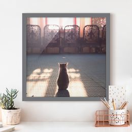 Bilderwelten Bild mit Rahmen Katze im Schein