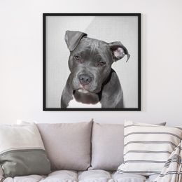 Bilderwelten Bild mit Rahmen Pitbull Pelle