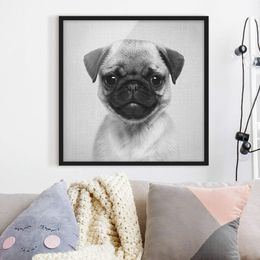 Bilderwelten Bild mit Rahmen Baby Mops Moritz Schwarz Wei&szlig;