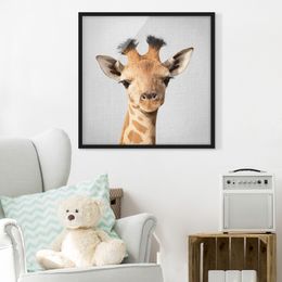Bilderwelten Bild mit Rahmen Baby Giraffe Gandalf