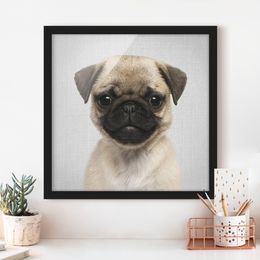 Bilderwelten Bild mit Rahmen Baby Mops Moritz
