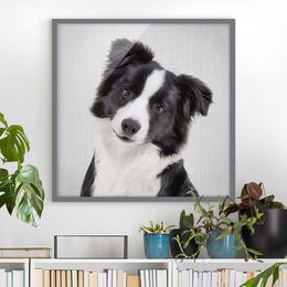 Bilderwelten Bild mit Rahmen Bordercollie Benni