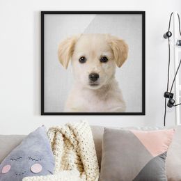 Bilderwelten Bild mit Rahmen Baby Golden Retriever Gizmo