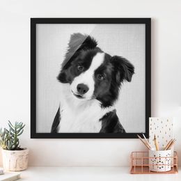 Bilderwelten Bild mit Rahmen Bordercollie Benni Schwarz Wei&szlig;